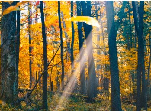 A Great Awakening - Ministerial