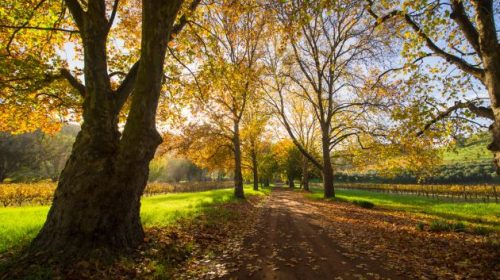 A Celebration of Creation - In Pictures - tedNEWS Network